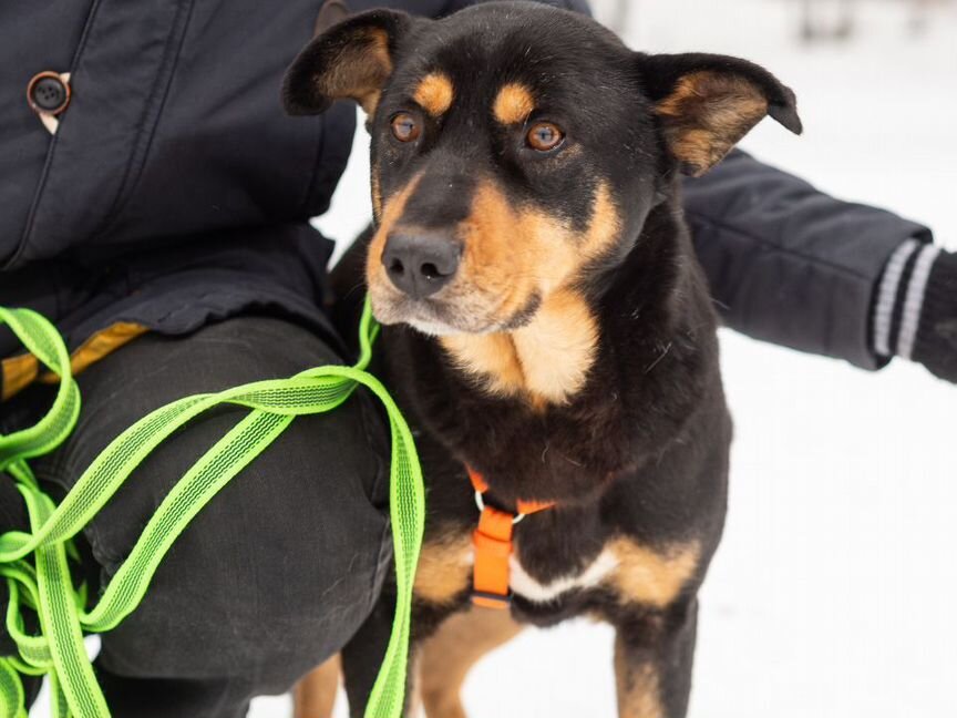 Ласковый пёс из приюта с травмой лапок
