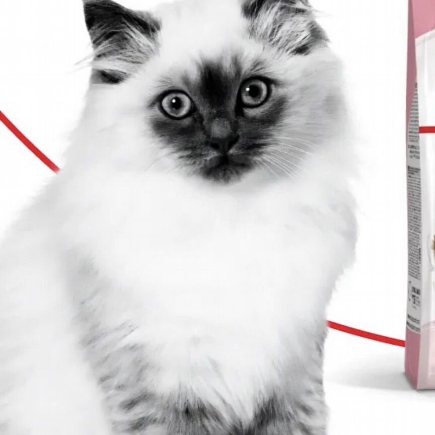Сухой корм для котят royal canin