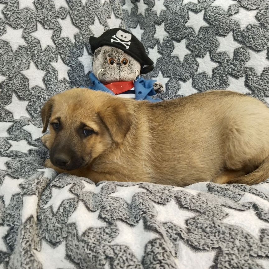 Кутята в добрые руки