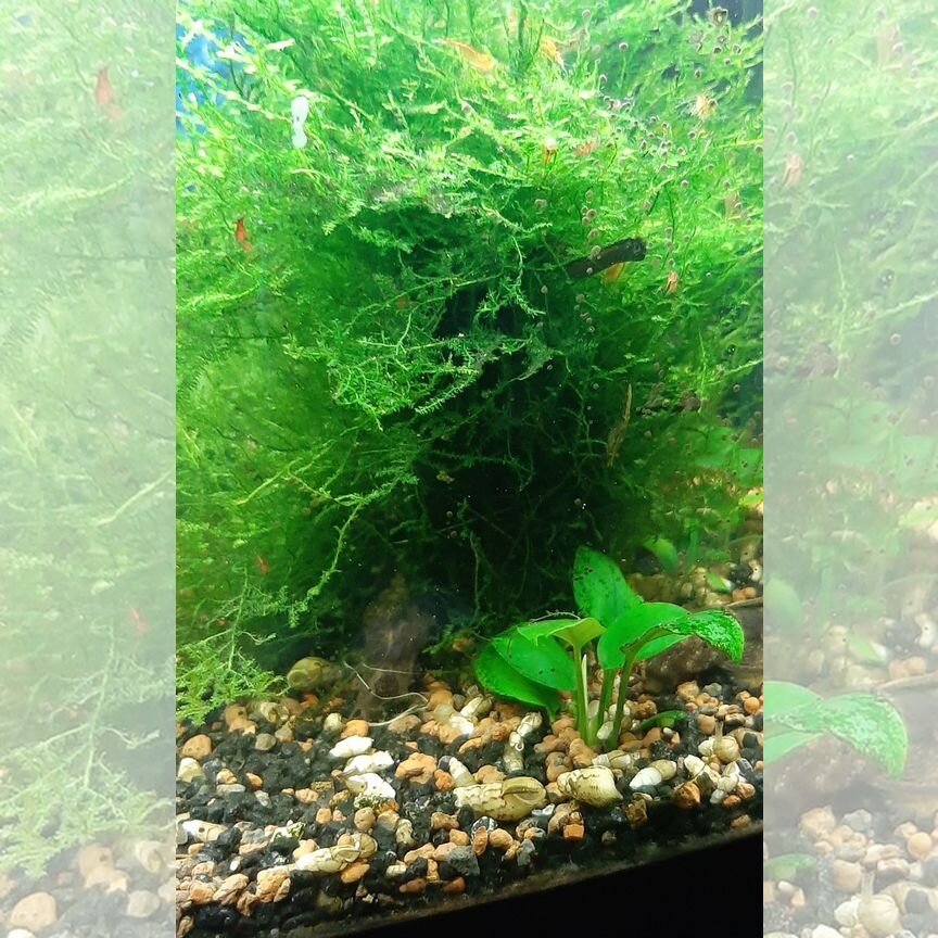 Растения и рыбки