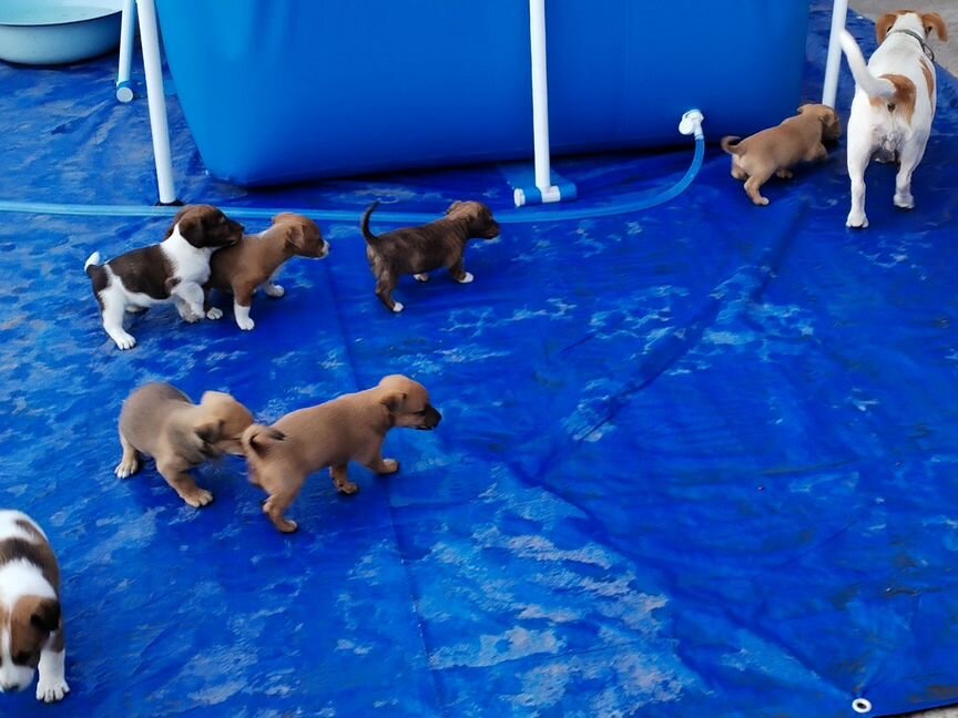 Продам щенков