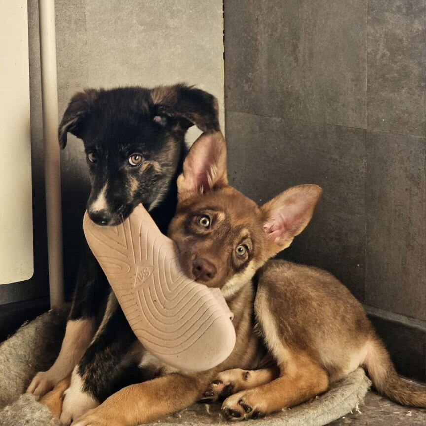 Щеночки в добрые руки