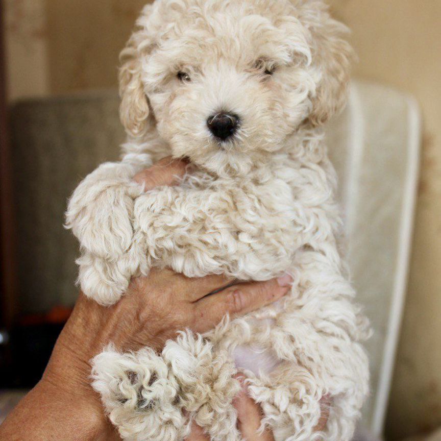 Продаю щенка Мальтипу,мальчик