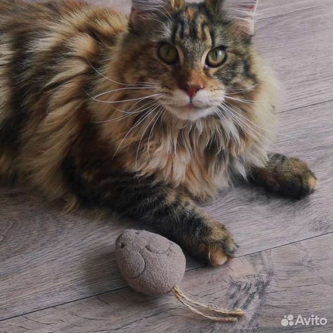 Кошка чистокровный Мэйн-кун