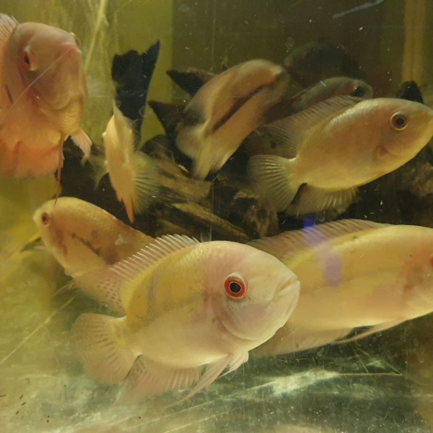 Цихлазома Винная