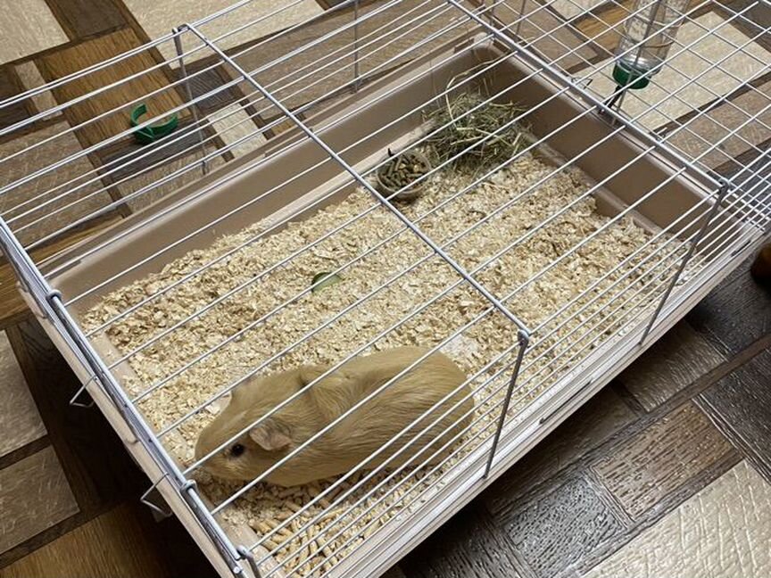 Клетка для грызунов, корм для грызунов