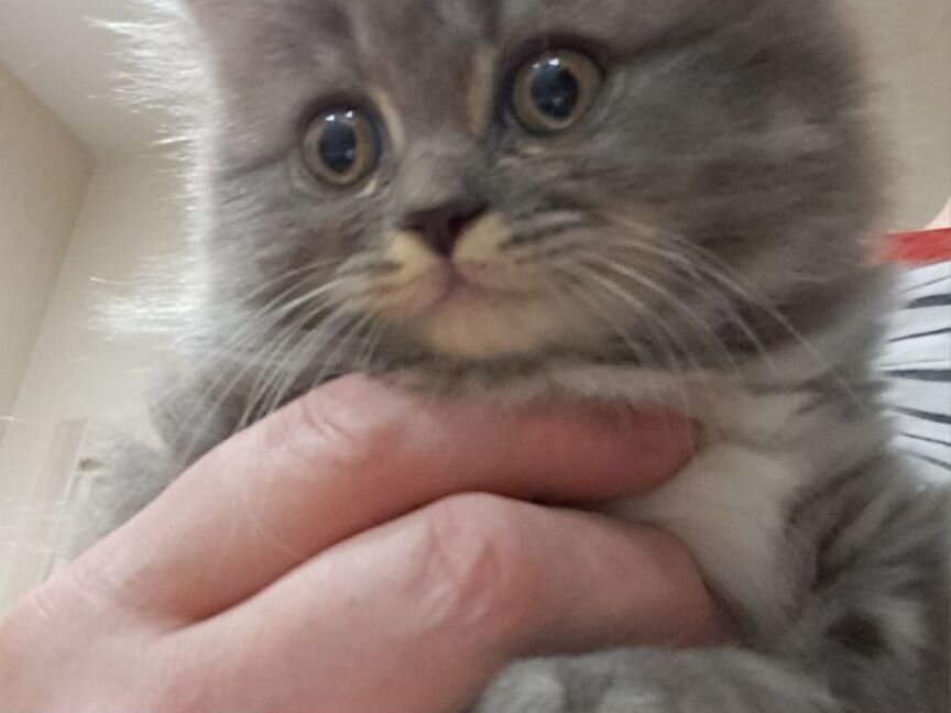 Котенок в добрые руки бесплатно