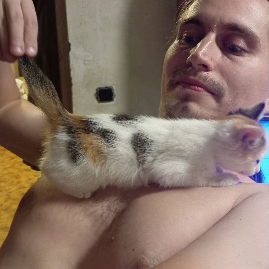 Кошечка дворовая
