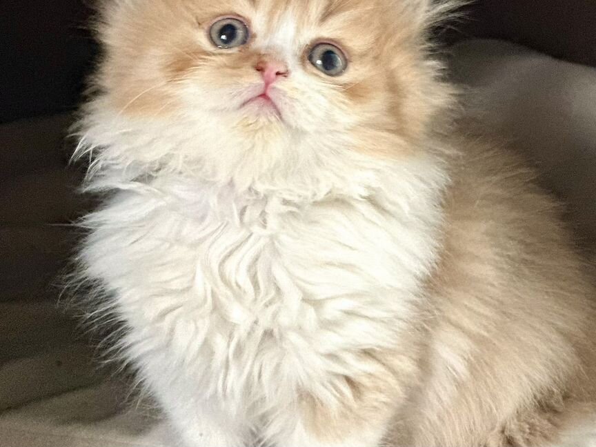 Британские золотые котята