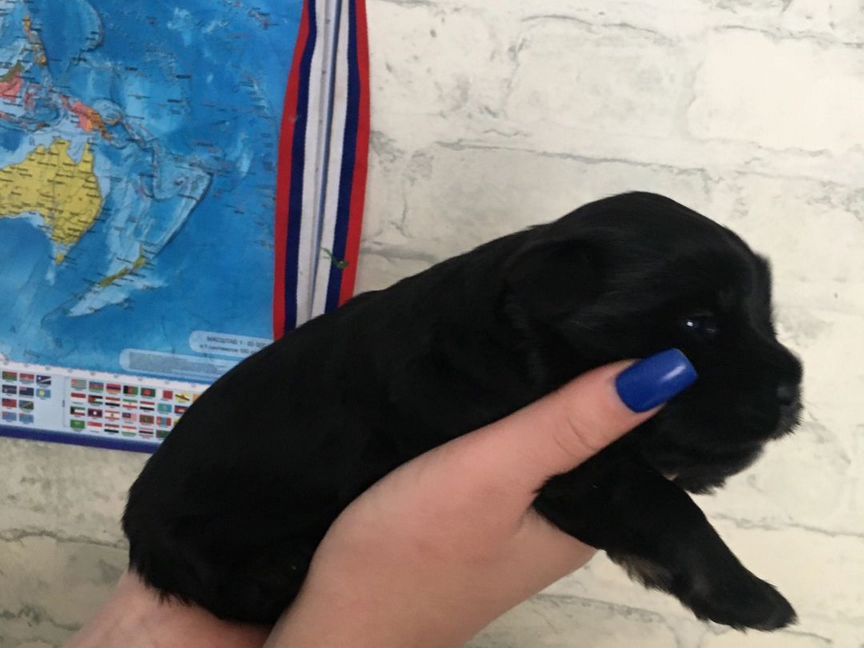 Щенки мальтипу