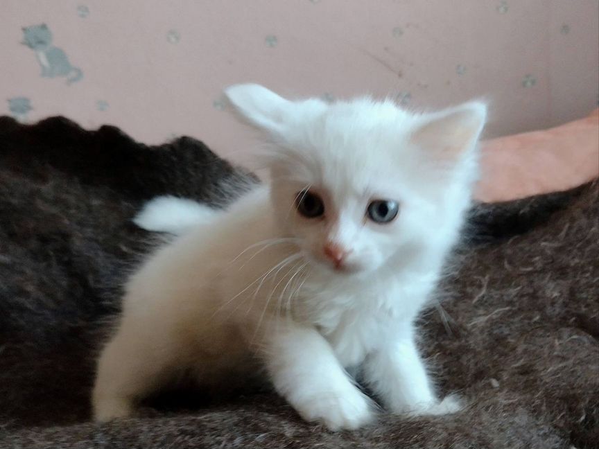 Котятки от турецкой ангоры