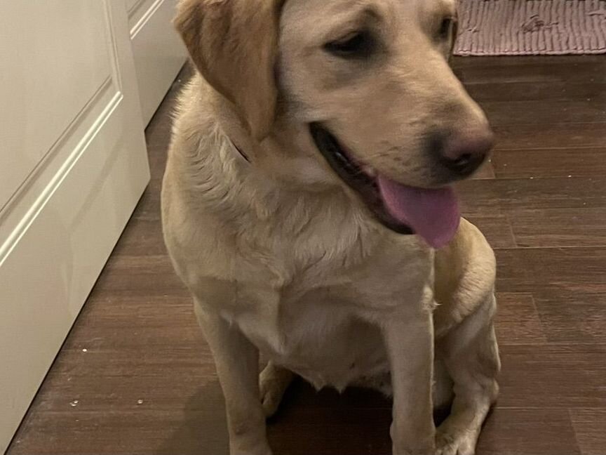 Лабрадор девочка красивая 1,5 года в добрые руки