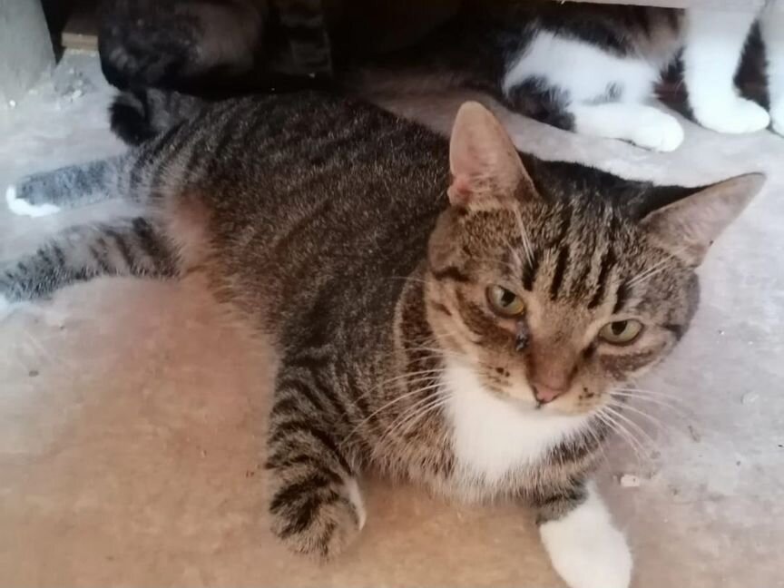 Котик Лютик в хорошую семью бесплатно