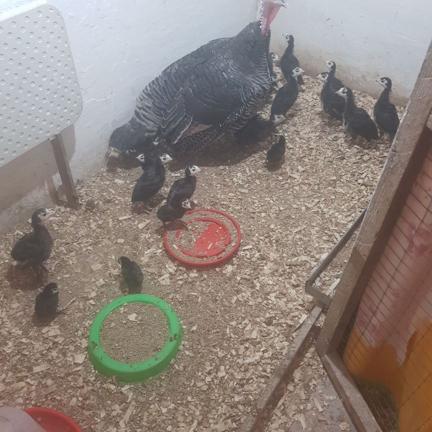 Продам индюшат породы северокавказской