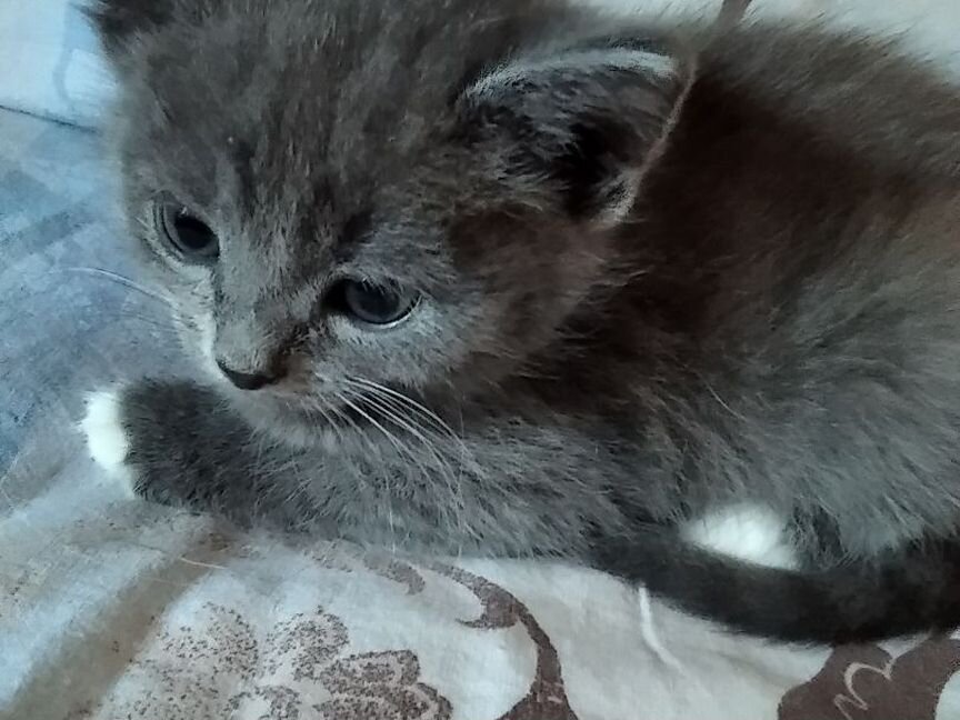 Кошечка, 3 мес