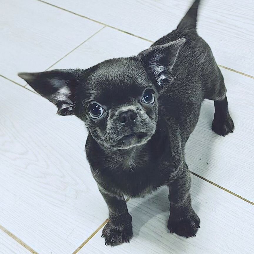 Чисто голубой брутал чихуахуа