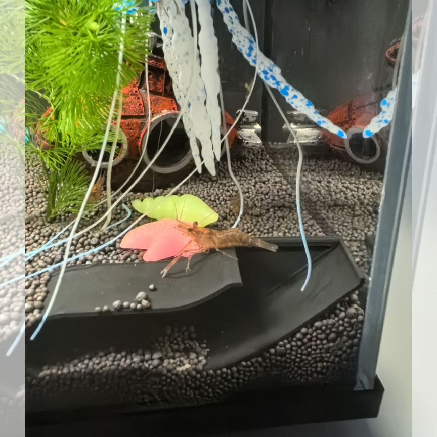 Продам креветки Макробрахиум красные