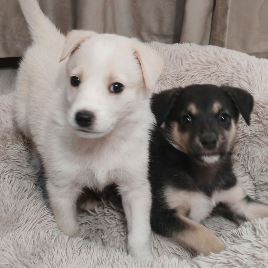 Щенок в добрые руки