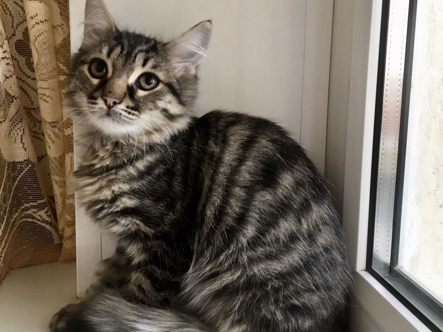 В дар славный Филипок