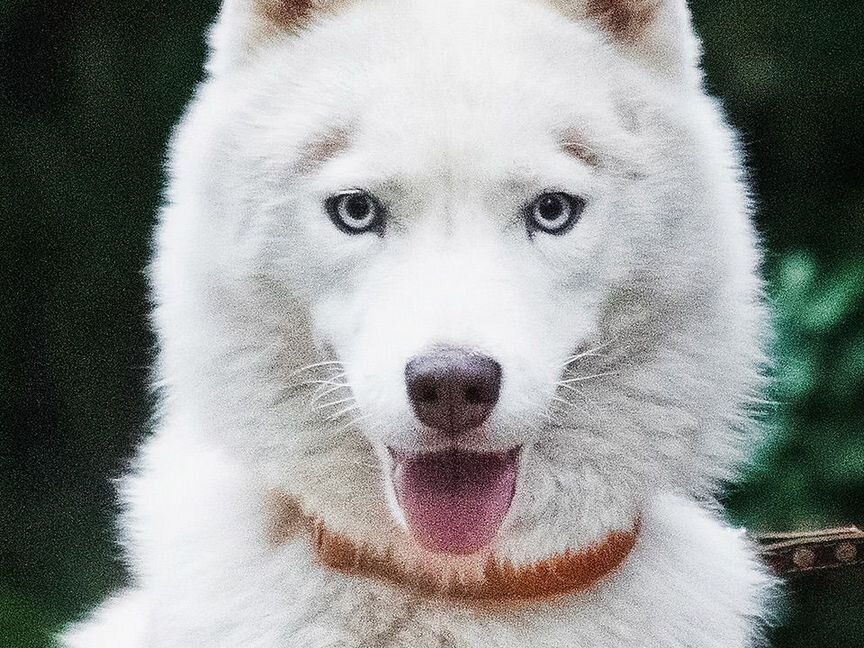 Сибирский хаски