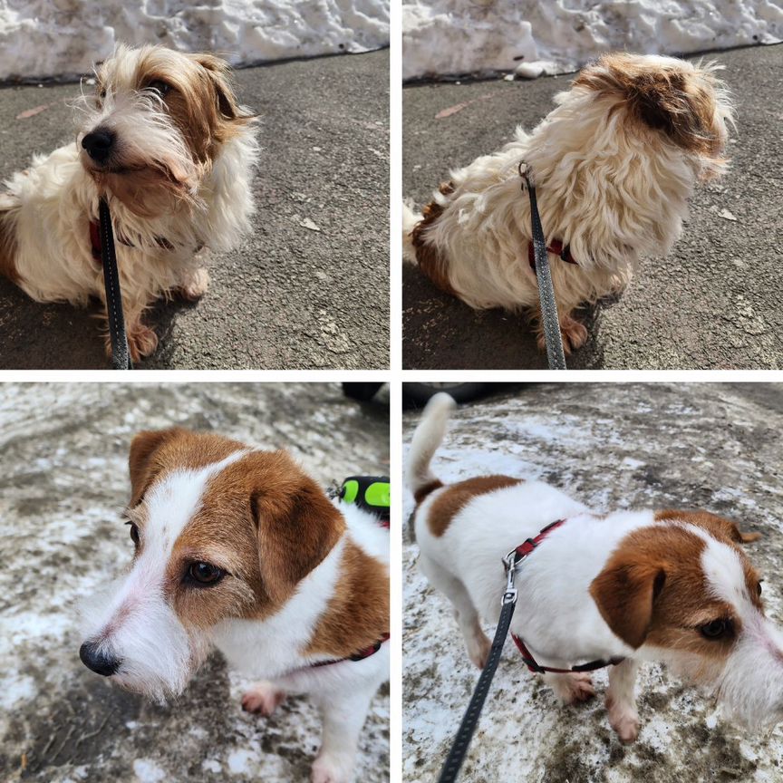 Джек-рассел-терьер, взрослый пёс