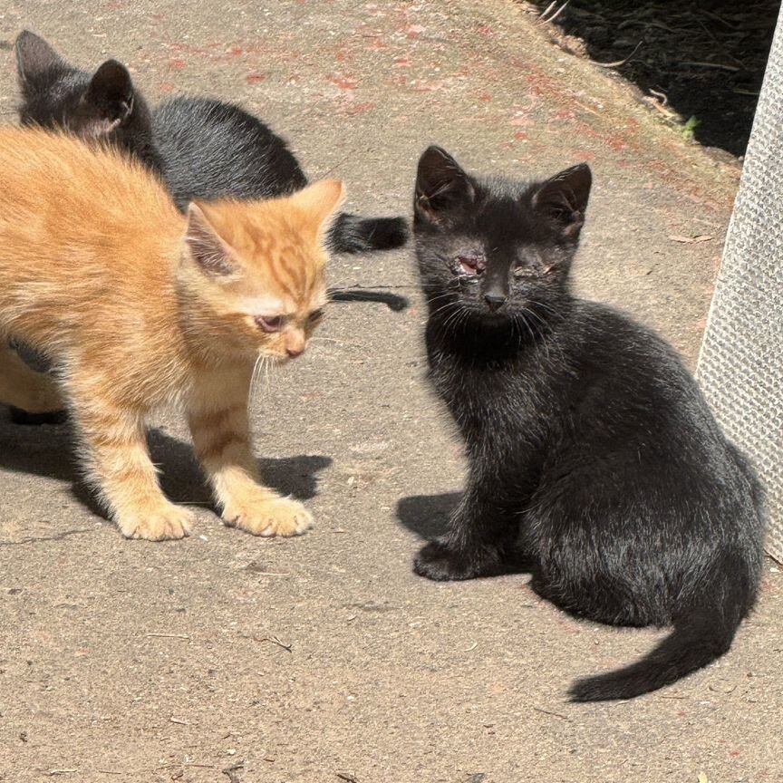 Котята в добрые руки