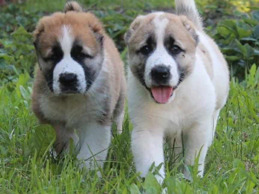 Щенки сао Алабай