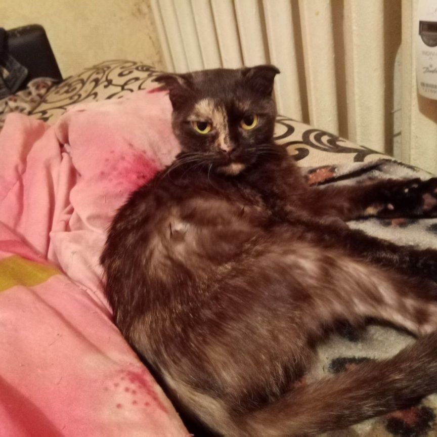 Кошечка Миса