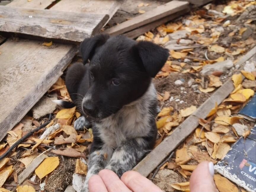 Собака в добрые руки
