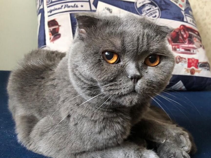 Кошка Осень 11 лет