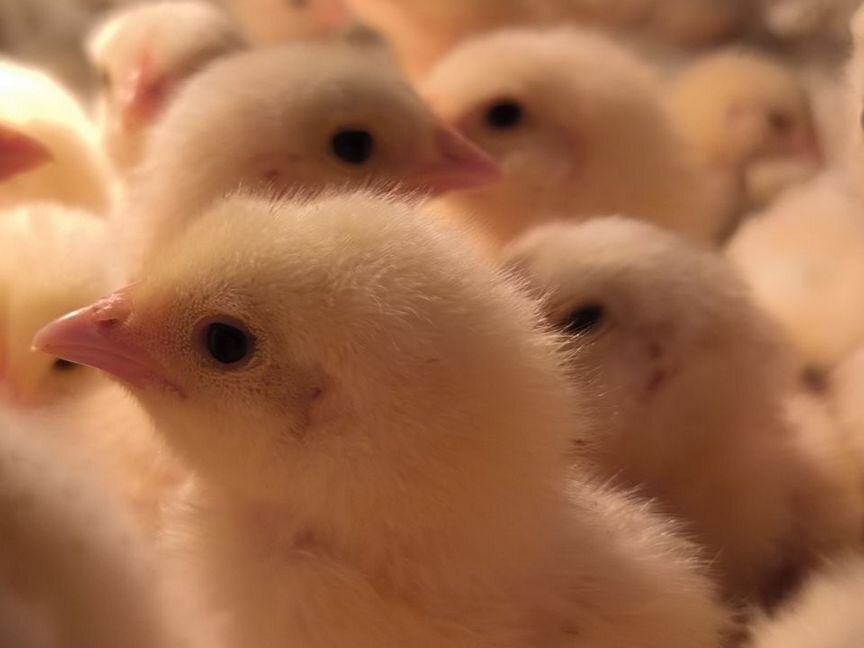 Бройлер суточный Кобб 500 (Ульяновск)