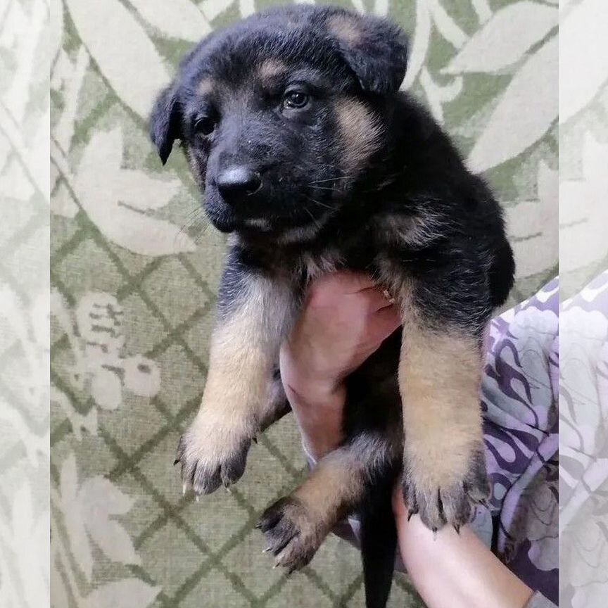 Немецкая овчарка, щенок