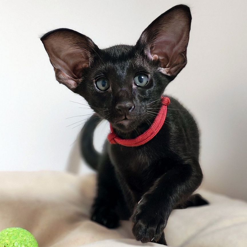 Ориентальный котёнок