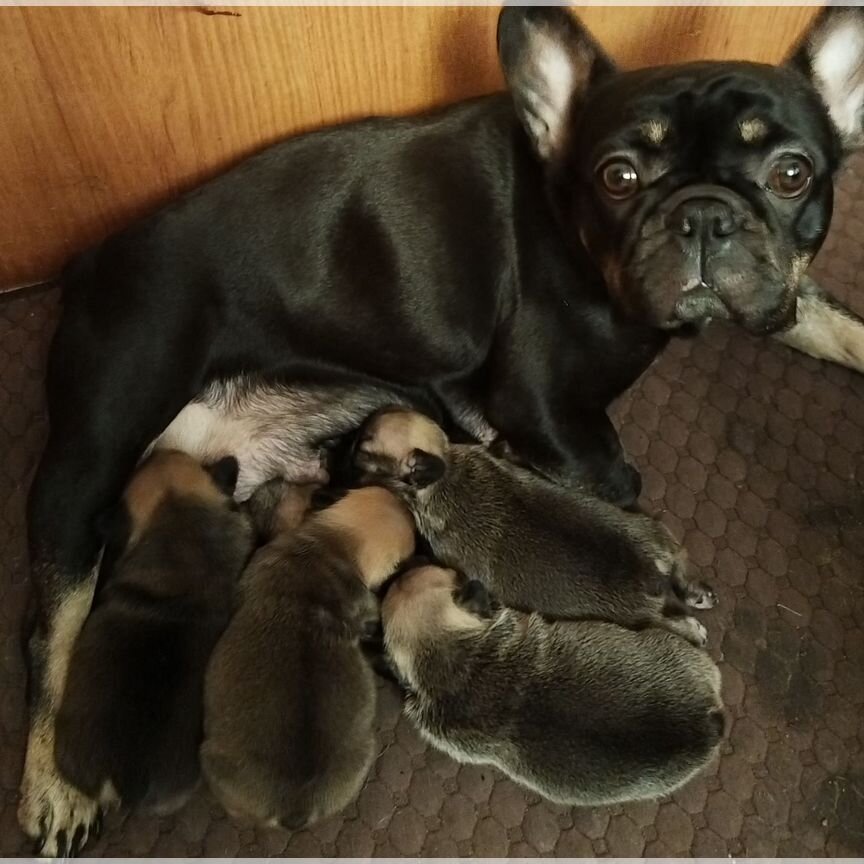 Французский бульдог, щенок