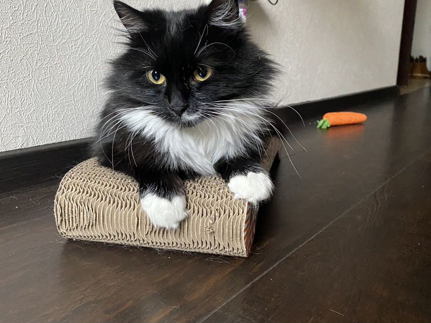 Кошка в добрые руки