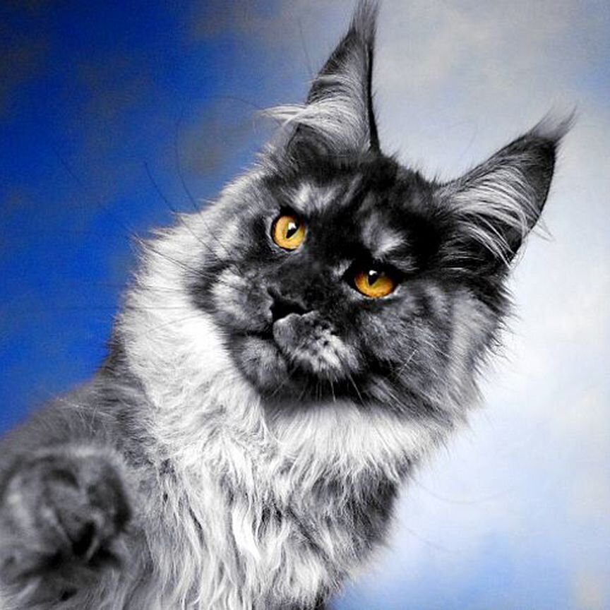 Котенок мейн кун