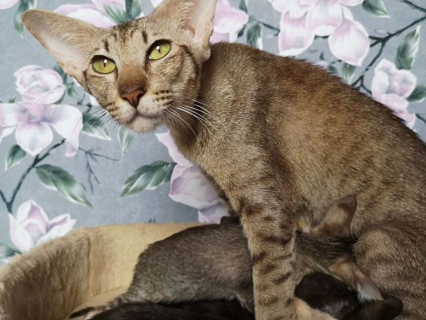 Ориентальная кошка