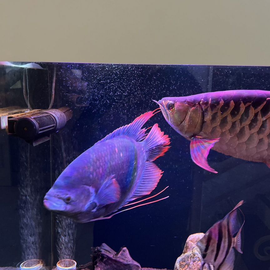 Аквариумная рыба Гурами Красноплавничный