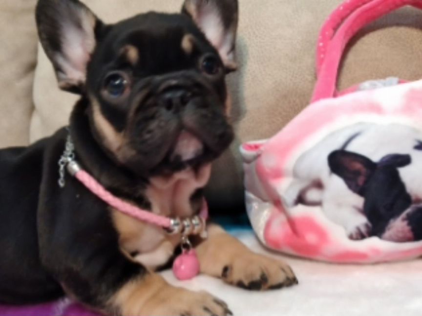 Щенки французского бульдога генные