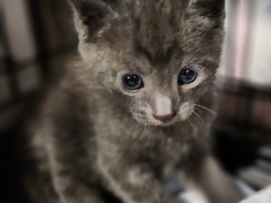 Кошки