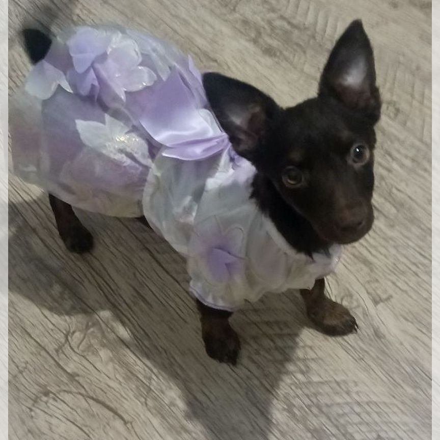 Русский той-терьер, щенок