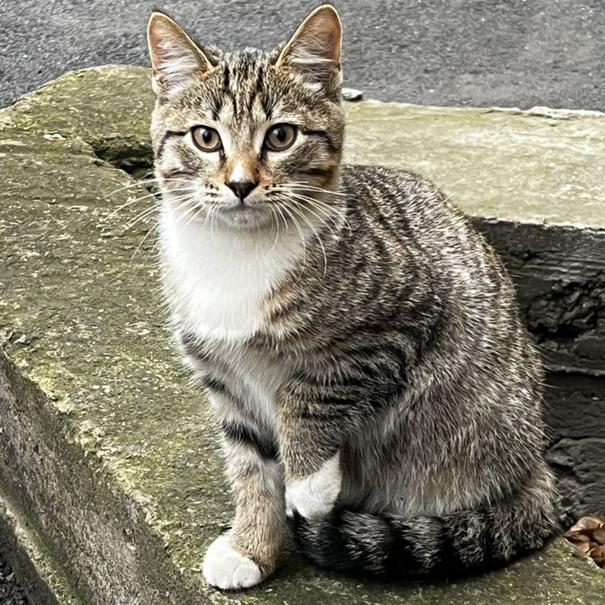 Котёнок в добрые руки