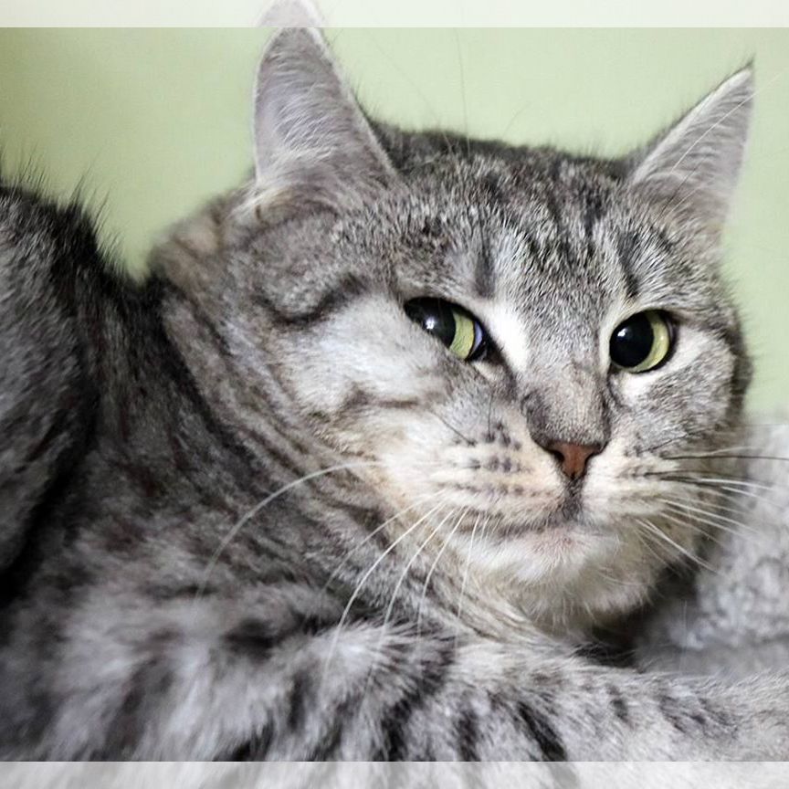 Британская короткошёрстная, взрослая кошка