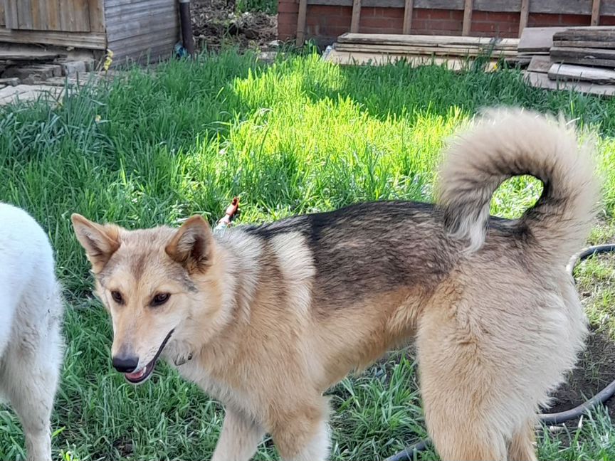 Собака в добрые руки