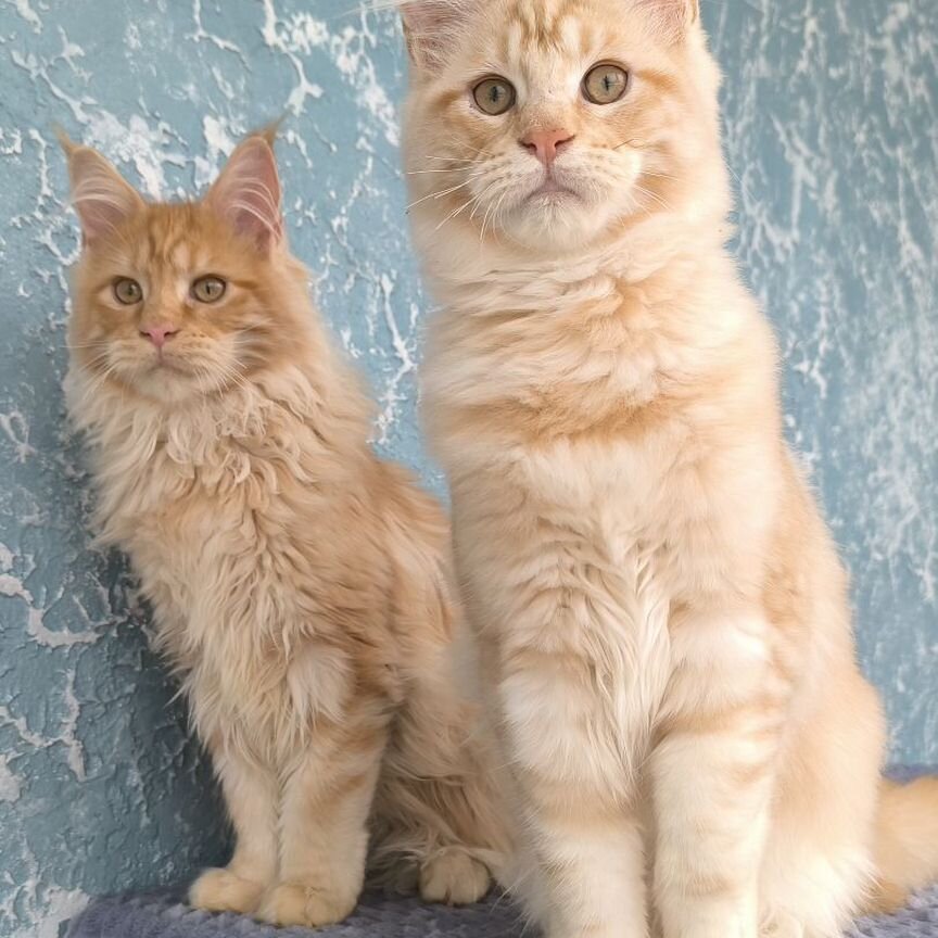 Мейнкун котенок