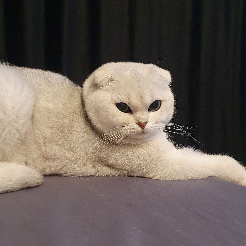 Шотландская вислоухая кошка