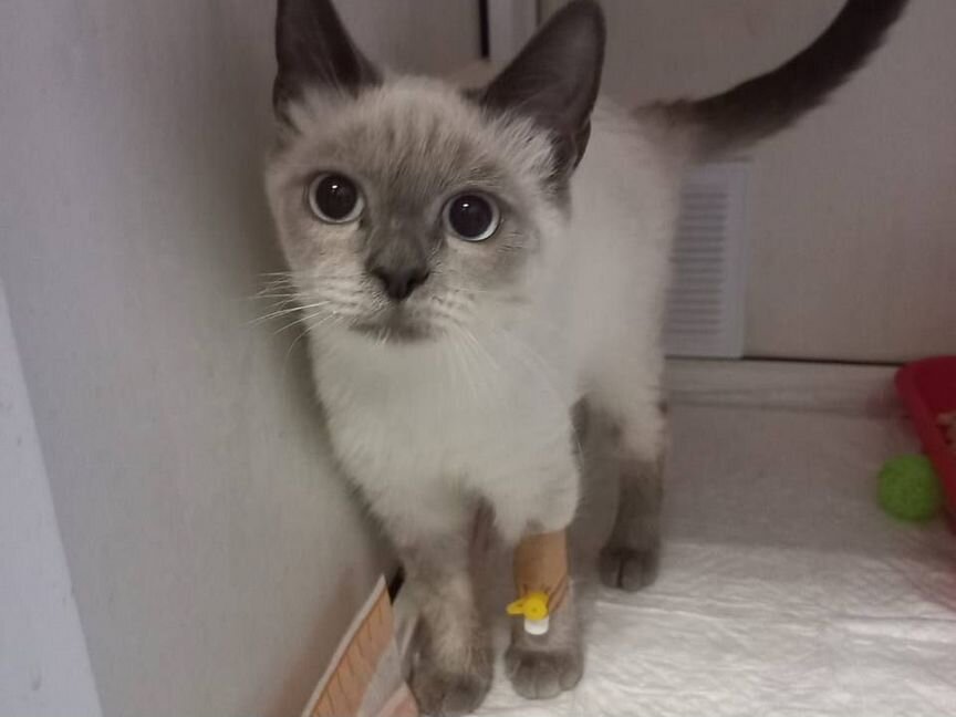 Котенку нужна помощь