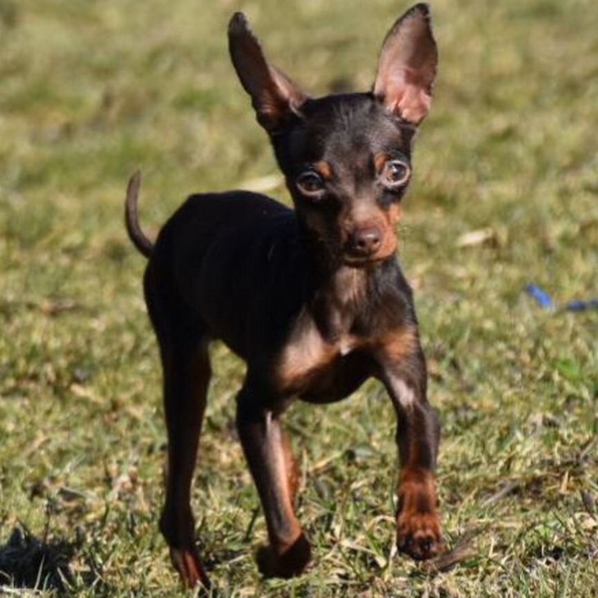 Русский той-терьер, щенок