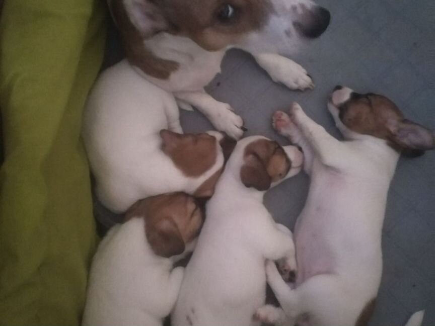 Щенки джек Рассел терьер гладкошерстный