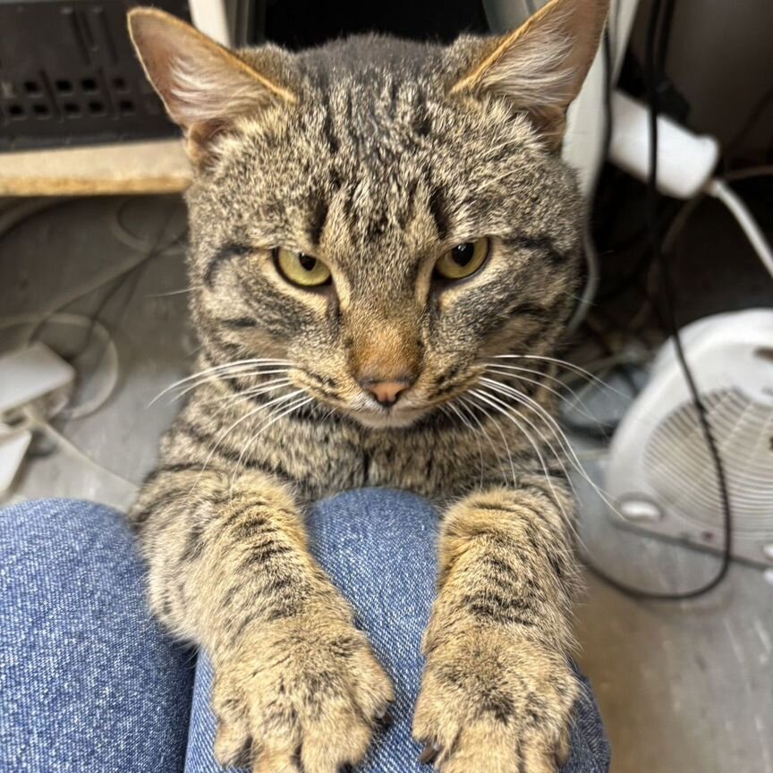 Домашние животные бесплатно